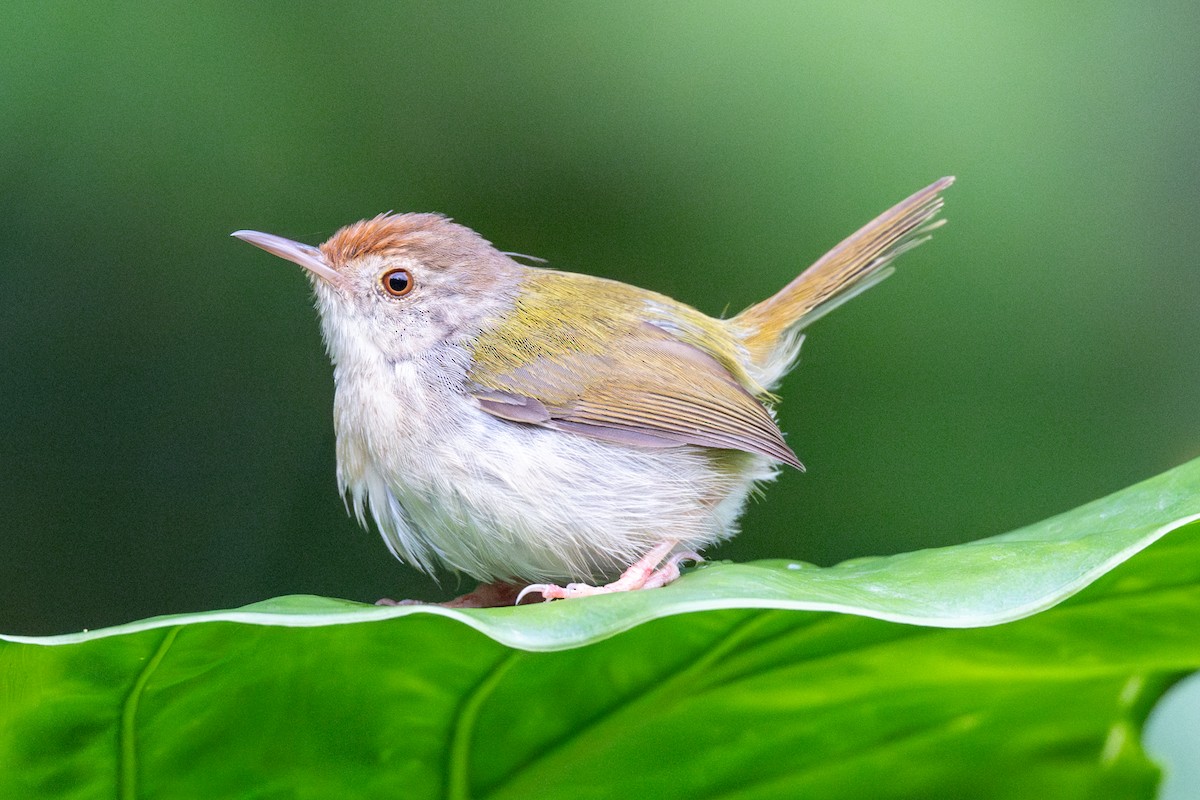 eBird Checklist - 11 May 2025 - 福州国家森林公园 (Fuzhou National Forest Park ...