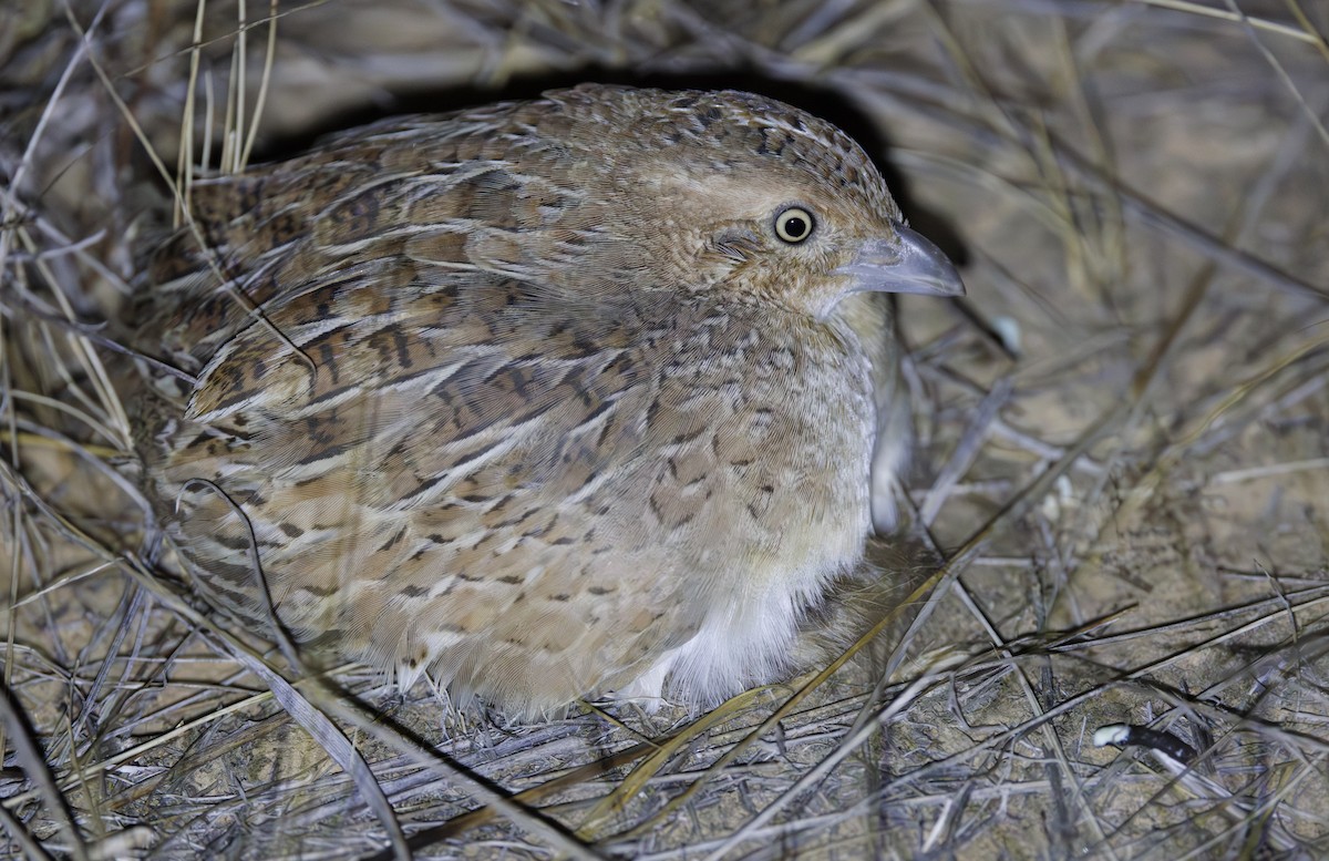 eBird Checklist - 16 Apr 2025 - Terrick Terrick National Park ...