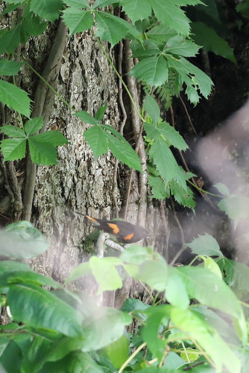 eBird Checklist - 12 May 2025 - Red River NWR--Headquarters Unit - 46 ...