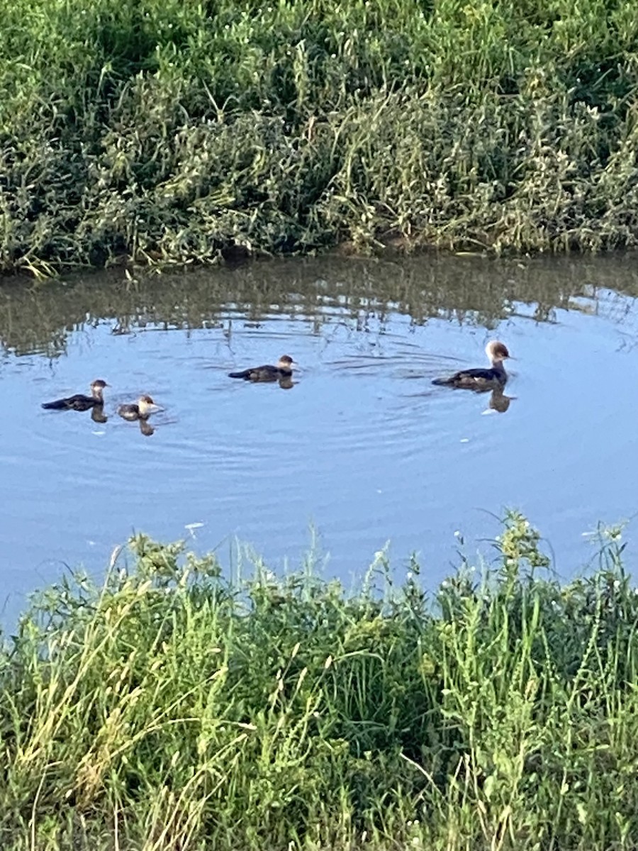 eBird Checklist - 12 May 2025 - Camp Sienna - 1 species