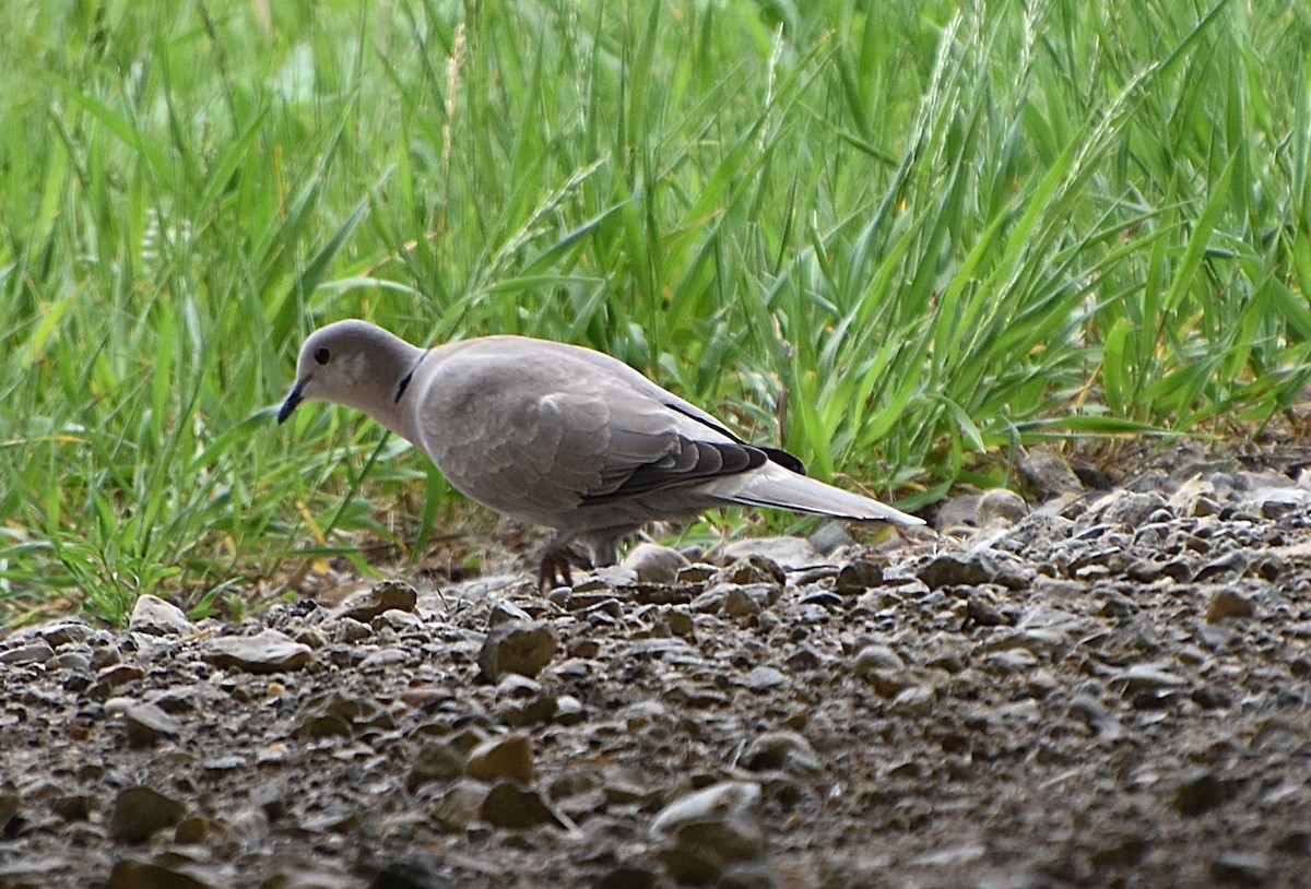 eBird Checklist - 13 May 2025 - Big 4 Trail--Sam Ralston Trailhead - 62 ...