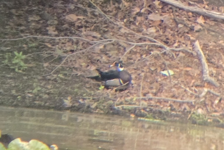 eBird Checklist - 12 May 2025 - Bombay Hook National Wildlife Refuge ...