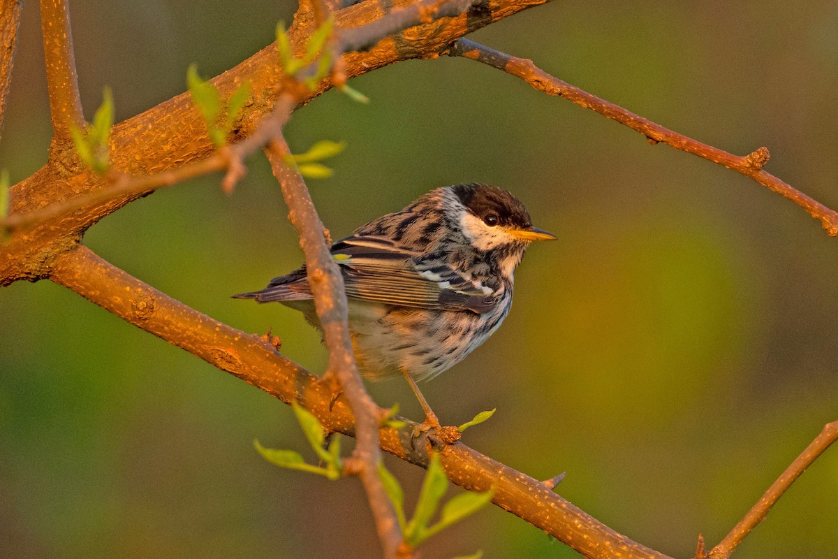 eBird Checklist - 13 May 2025 - Hedgefield WMA - 12 species