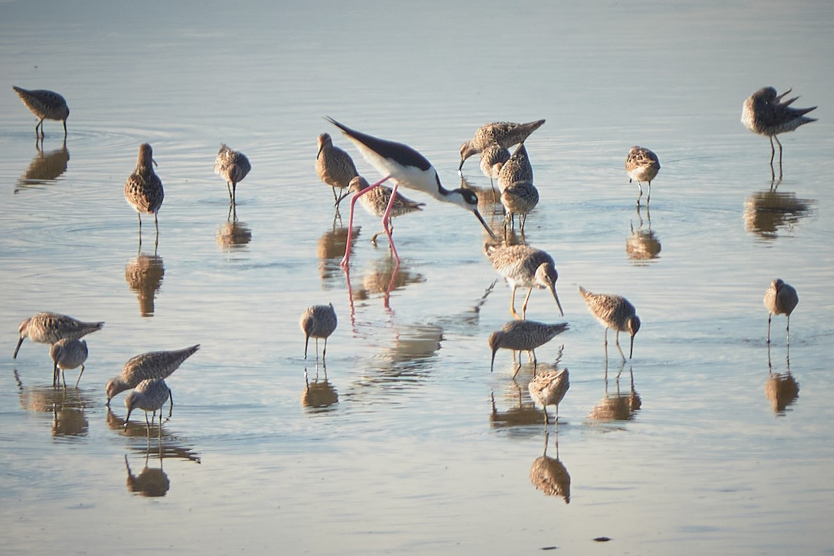 eBird Checklist - 13 May 2025 - Hernando County Airport Water ...