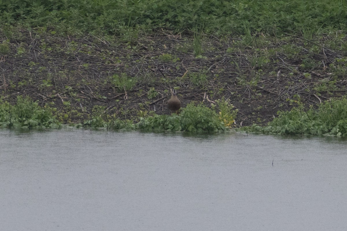 eBird Checklist - 13 May 2025 - Harney Rd. Pond (restricted access ...