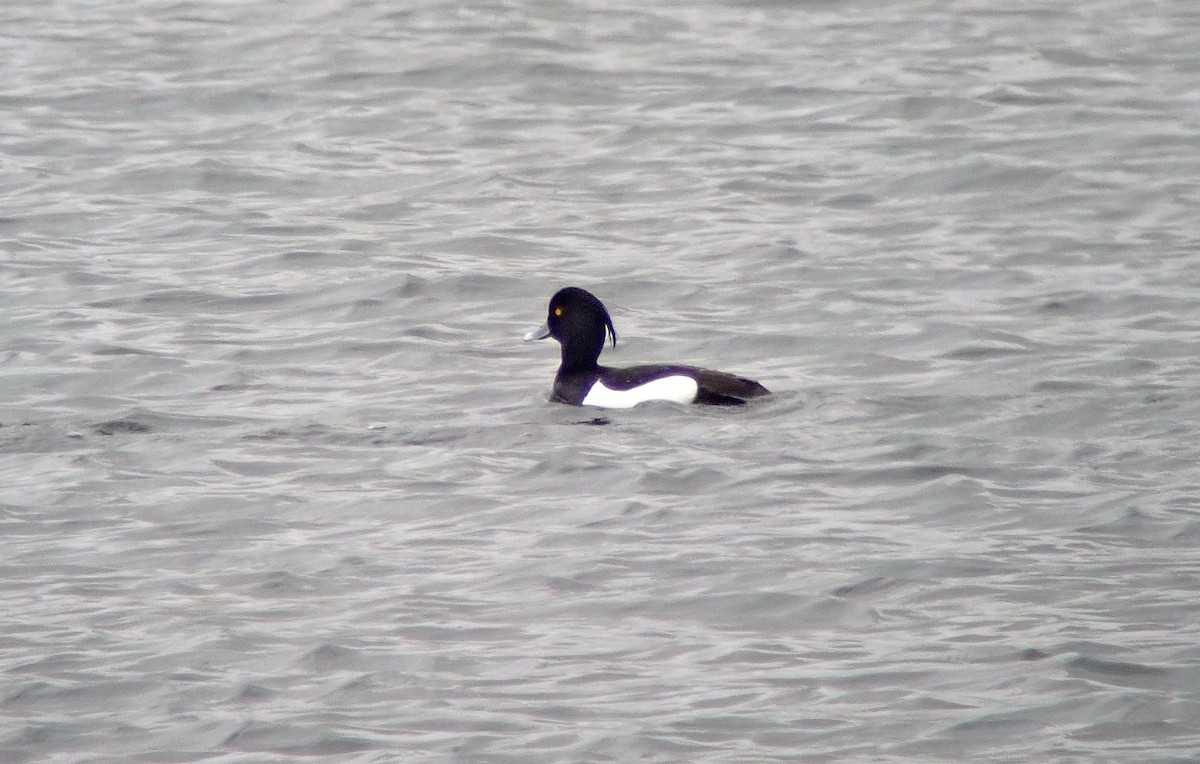 ML635717478 - Tufted Duck - Macaulay Library