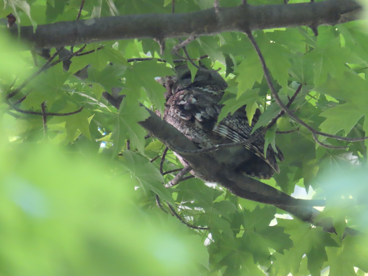 eBird Checklist - 12 May 2025 - Ottawa NWR--Visitor Center and ...