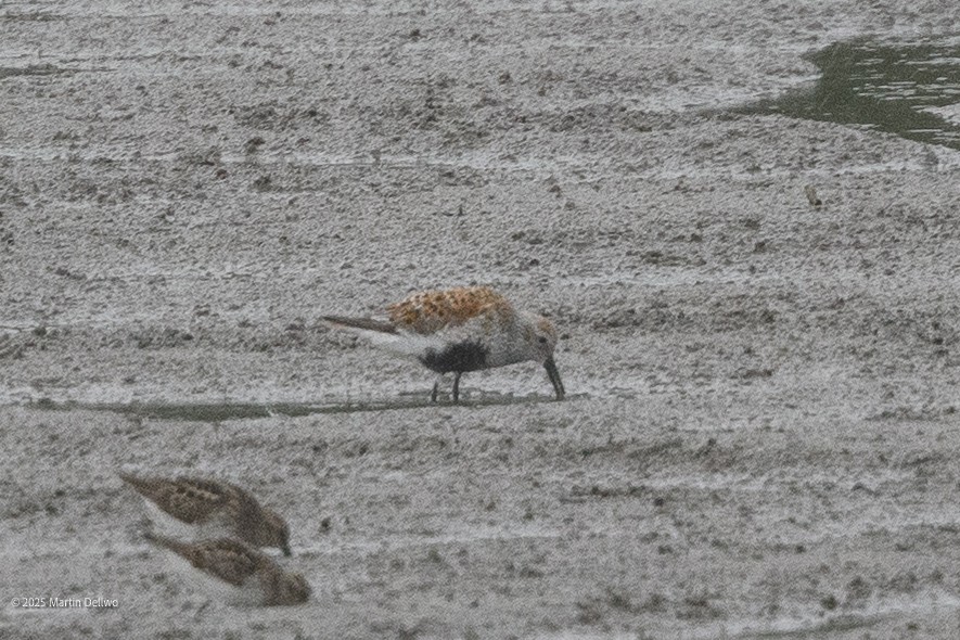 Pennsylvania Bird Atlas Checklist - 13 May 2025 - John Heinz NWR--impoundment (Philadelphia Co ...