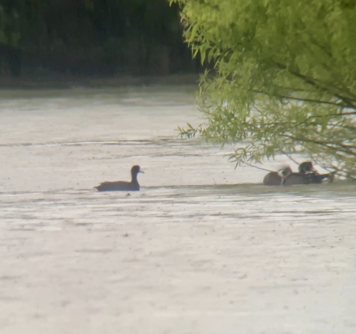 Pennsylvania Bird Atlas Checklist - 13 May 2025 - Struble Lake - 18 species