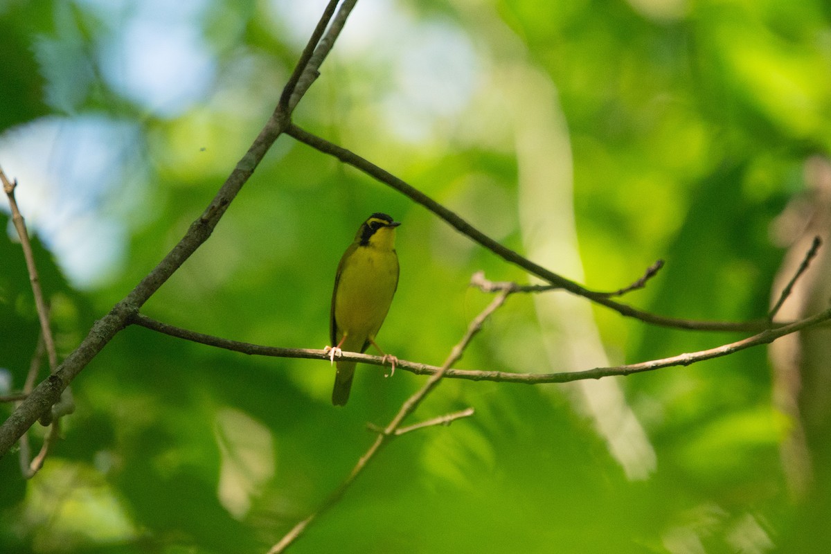 eBird Checklist - 13 May 2025 - Kill Creek Park - 25 species