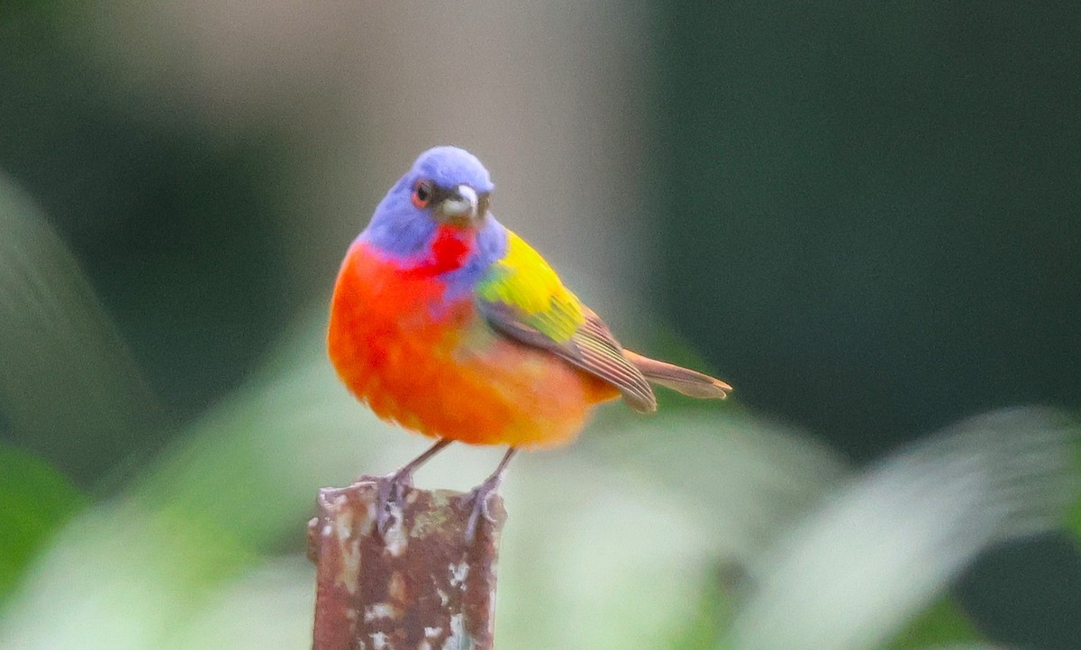 eBird Checklist - 9 May 2025 - Alazan Bayou WMA - 44 species