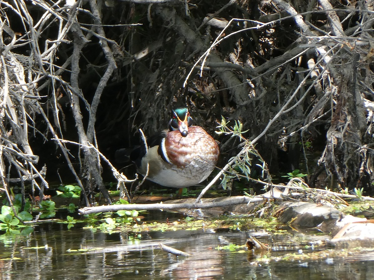 eBird Checklist - 13 May 2025 - American River Parkway behind condo ...