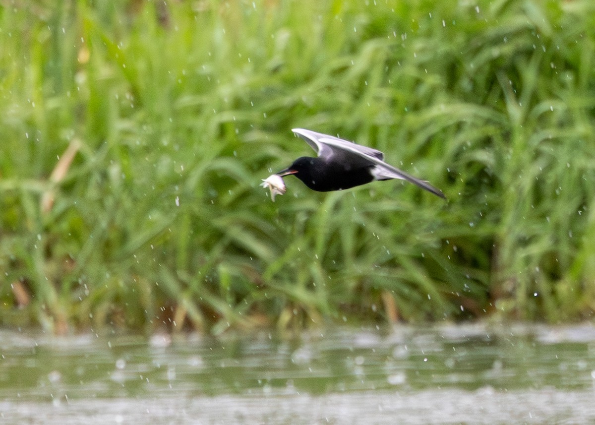 eBird Checklist - 13 May 2025 - Acme Dam/Chestnut Ridge Park - 1 species