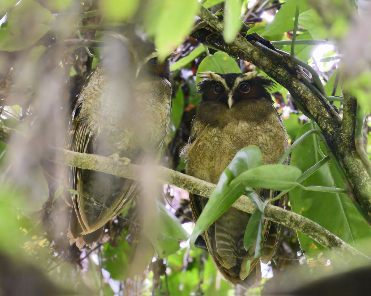 eBird Checklist - 20 Apr 2025 - Guápiles, Limón, CR (10.22, -83.874 ...