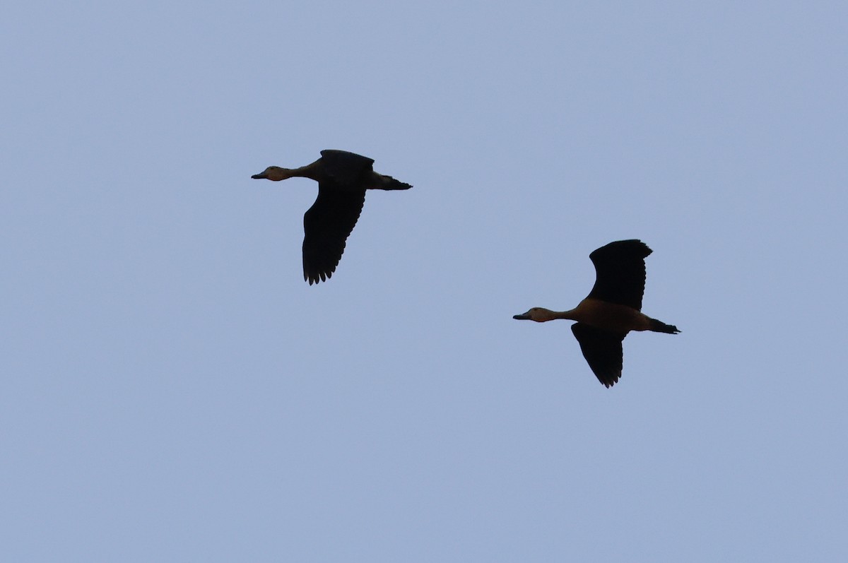 eBird Checklist - 14 May 2025 - Nong Pen Tai--Track north to Ban Chom ...