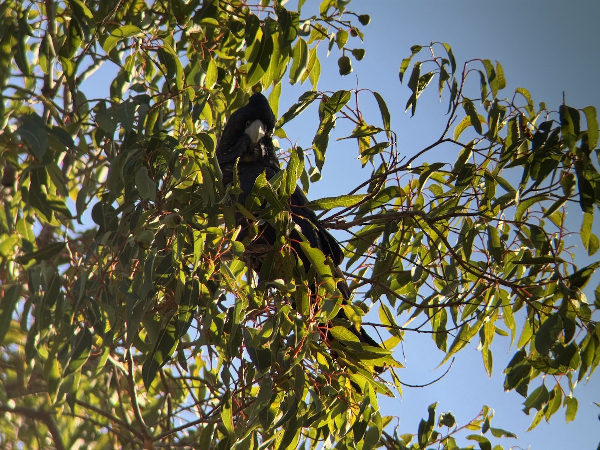 eBird Checklist - 14 May 2025 - Kings Park (Perth) - 22 species