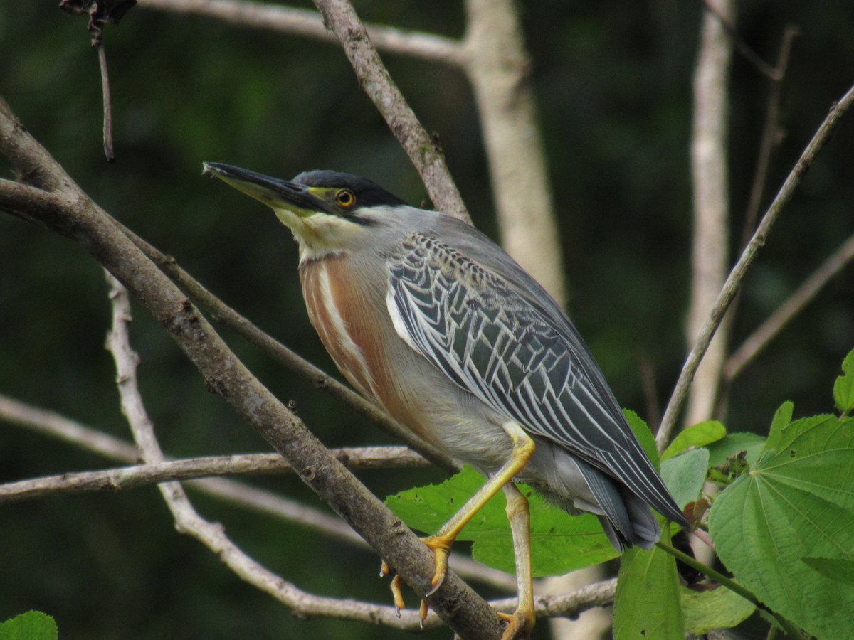 eBird Checklist - 10 May 2025 - 3-68 Calle 4ª, Rivera Del Rio Batá ...