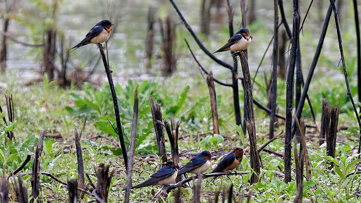 Pennsylvania Bird Atlas Checklist - 14 May 2025 - Cetronia Rd. Flooded Field - 12 species