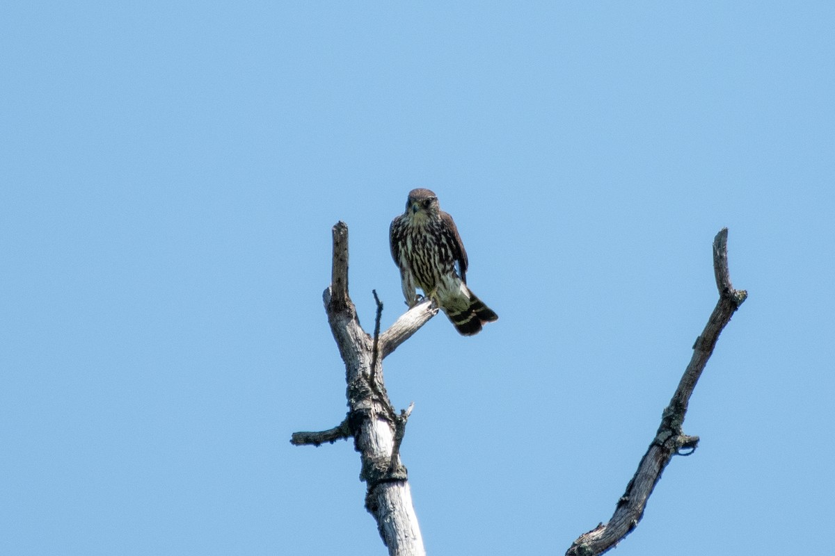 Pennsylvania Bird Atlas Checklist - 11 May 2025 - Coventry Woods Park ...