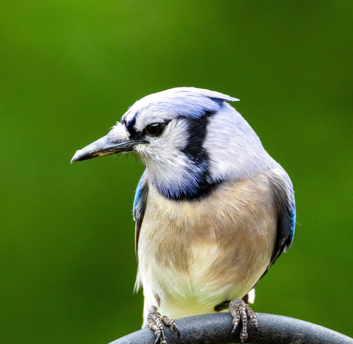 eBird Checklist - 14 May 2025 - My Backyard - 26 species