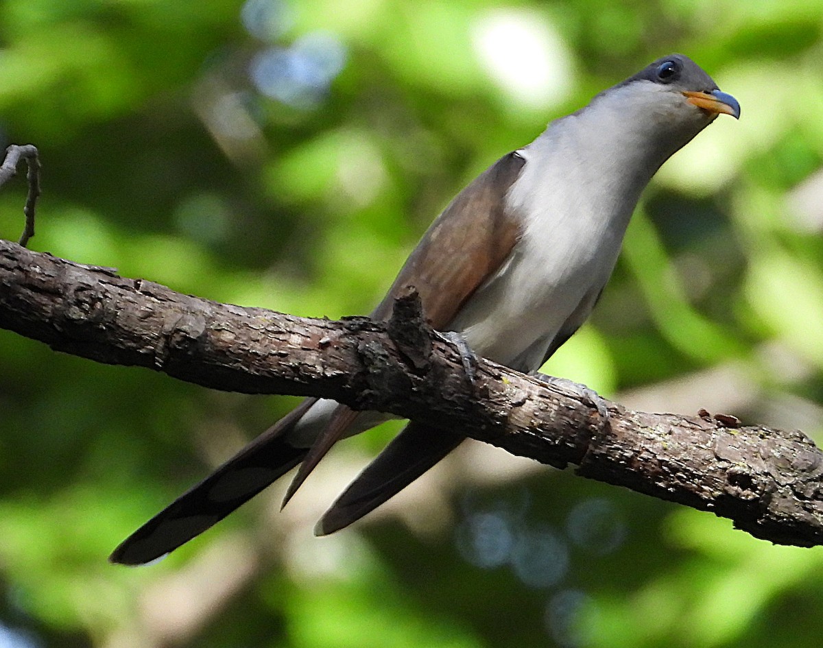 ML635777558 - Yellow-billed Cuckoo - Macaulay Library