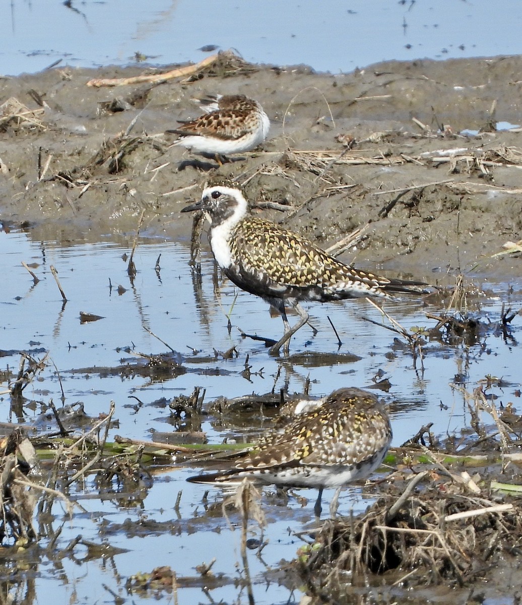 eBird Checklist - 12 May 2025 - Loess Bluffs NWR - 45 species