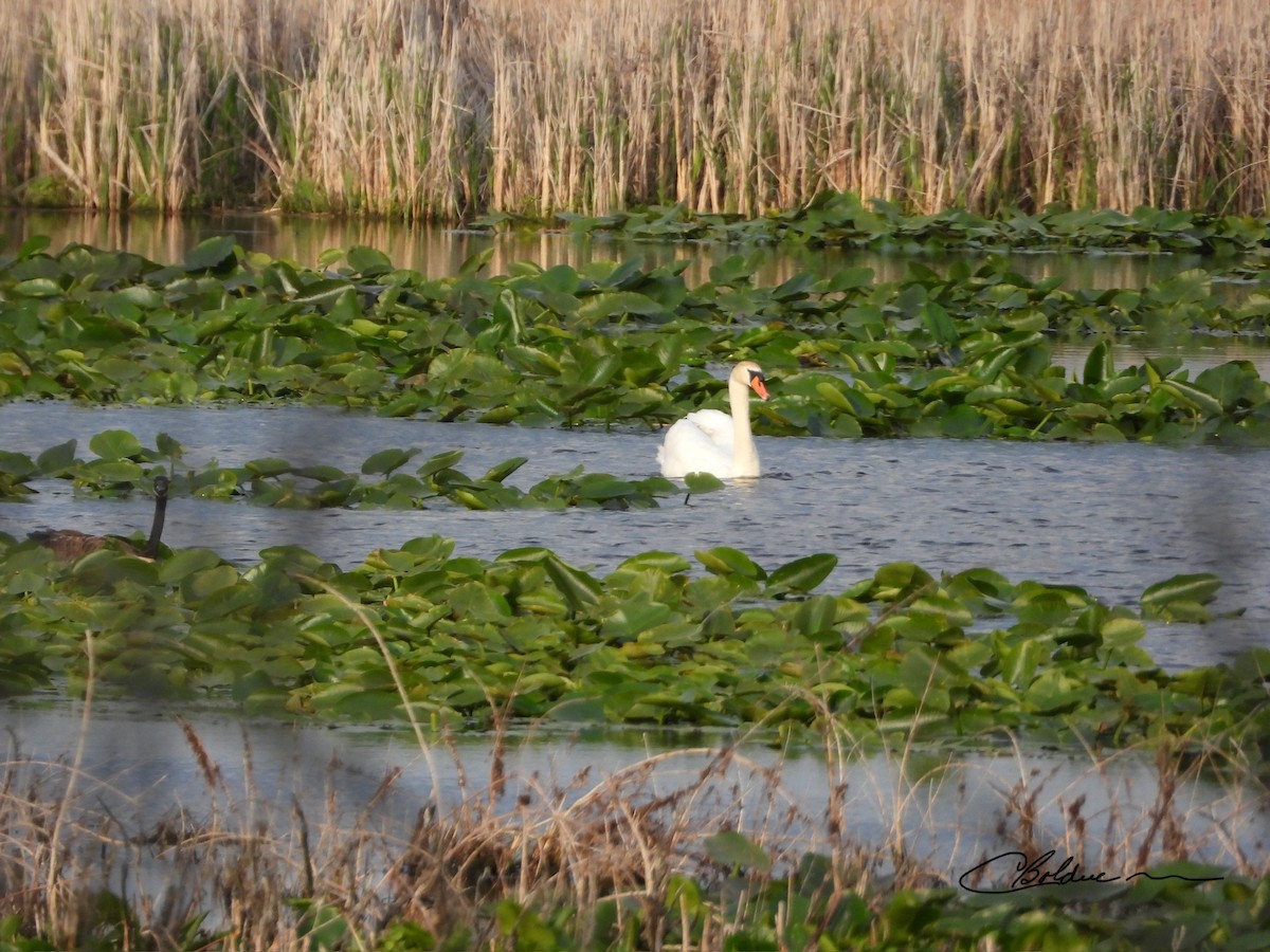 eBird Checklist - 14 May 2025 - Point Pelee NP--Sanctuary Picnic Area ...