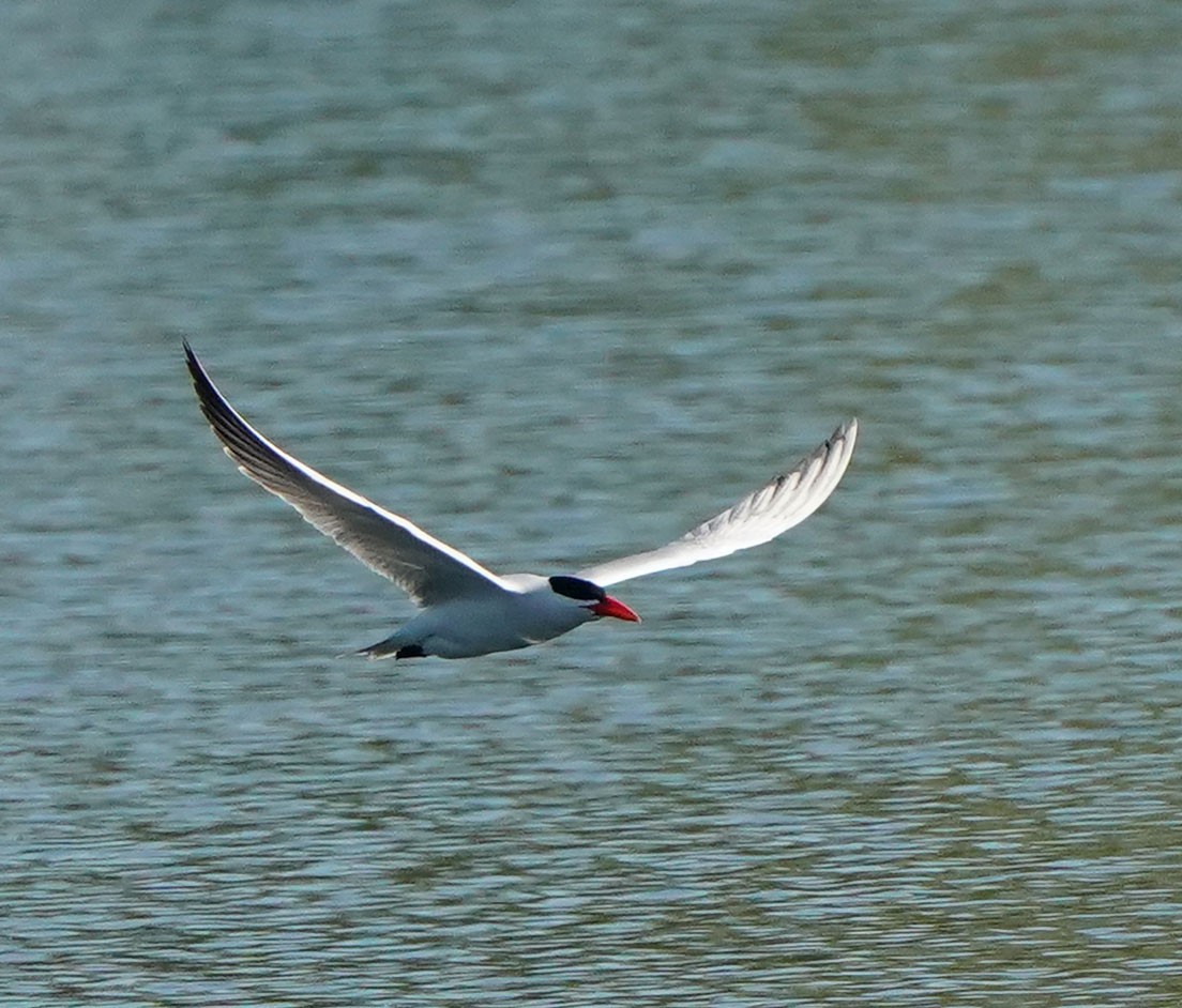 eBird Checklist - 12 May 2025 - Aurora Sports Park - 58 species (+2 ...