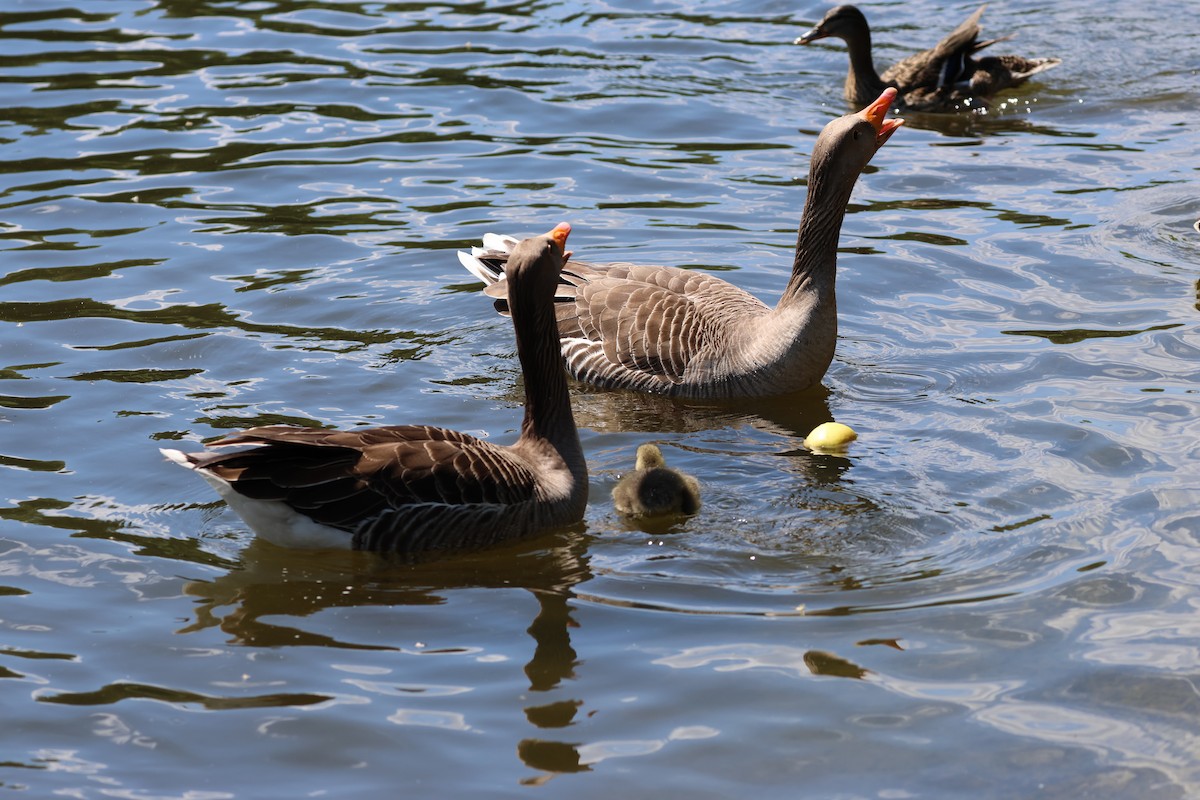 eBird Checklist - 10 May 2025 - St James's Park (do not list Barnacle ...