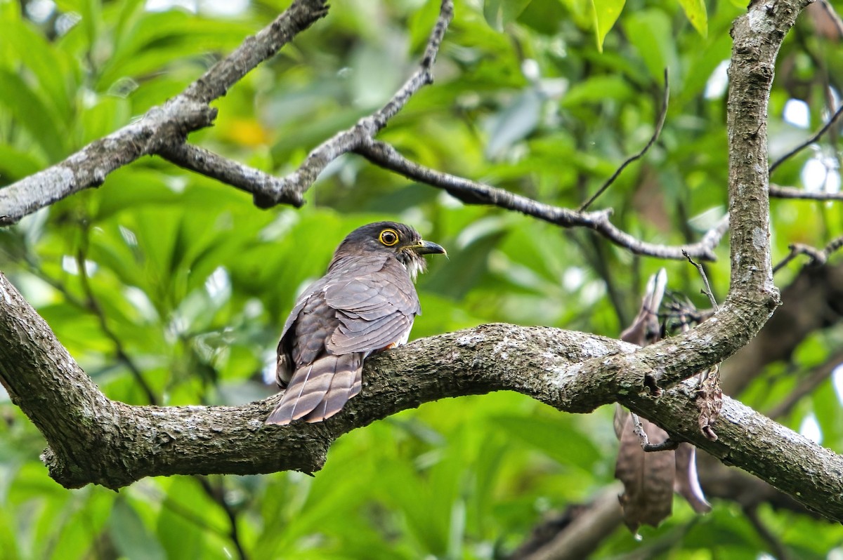 eBird Checklist - 15 May 2025 - Tai Mo Shan - 29 species