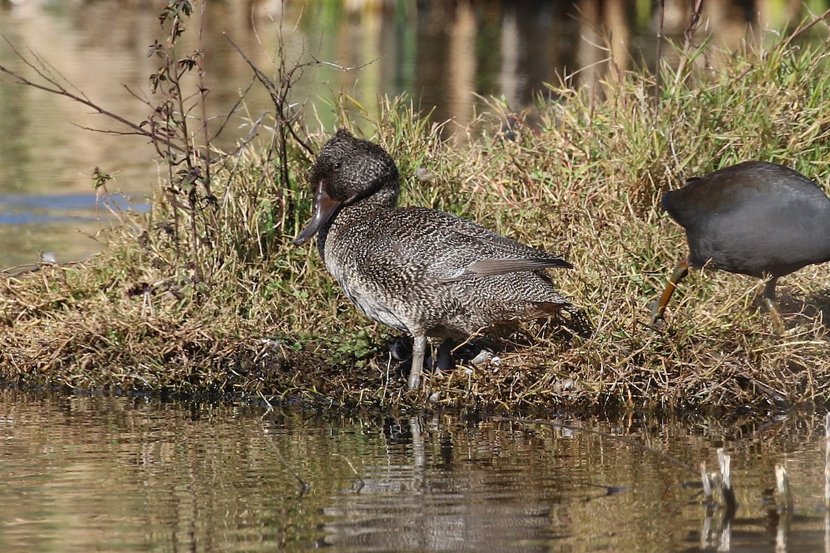 ML635816330 - Freckled Duck - Macaulay Library
