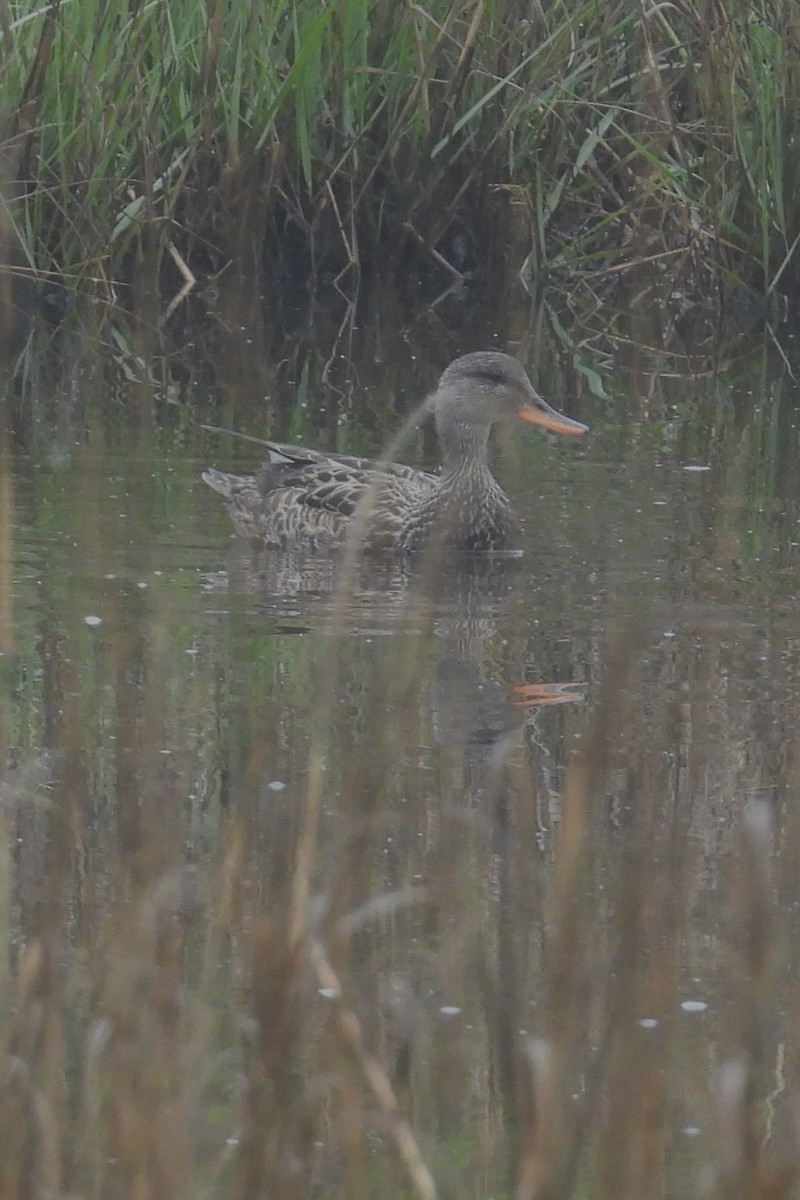 eBird Checklist - 15 May 2025 - Sunset Cove Park - 31 species (+1 other ...