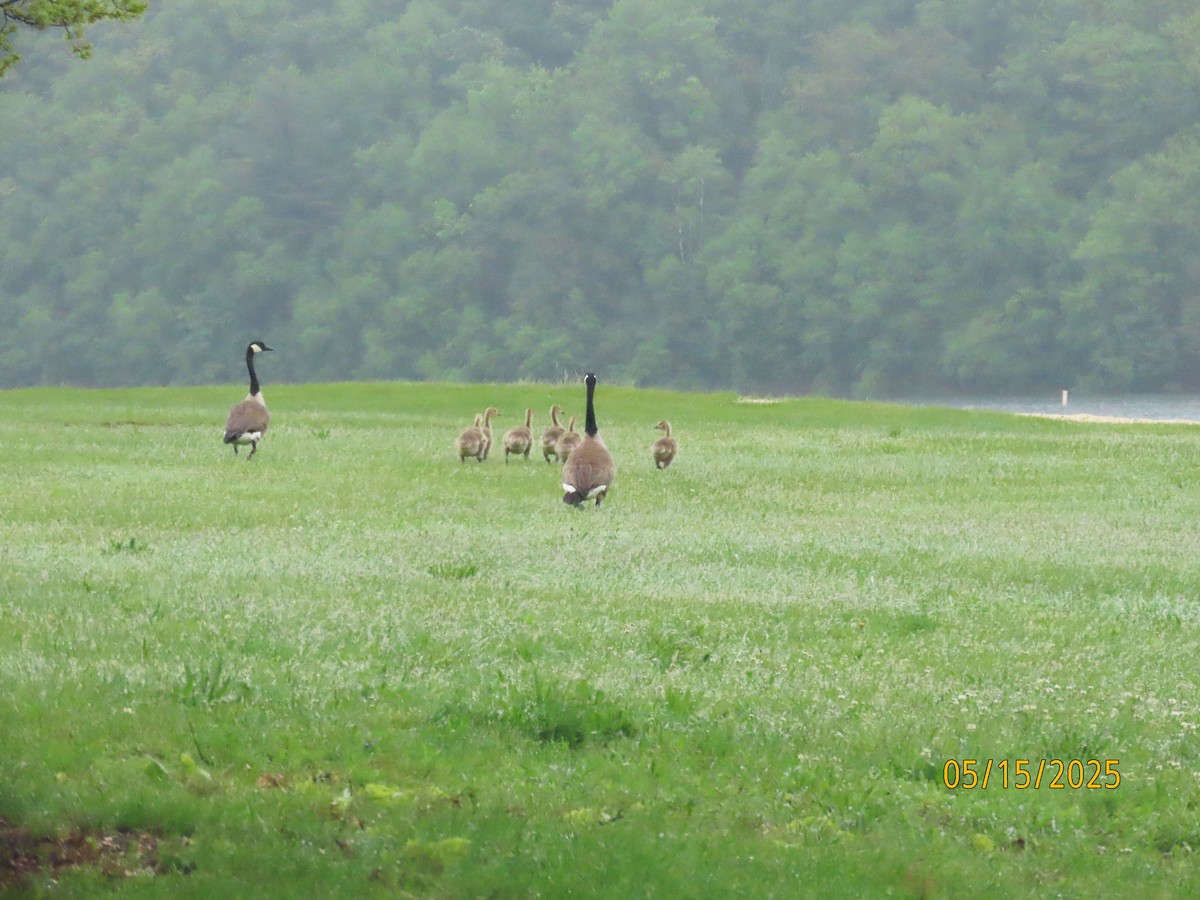 Pennsylvania Bird Atlas Checklist - 15 May 2025 - Beltzville SP--Day Use Area - 23 species