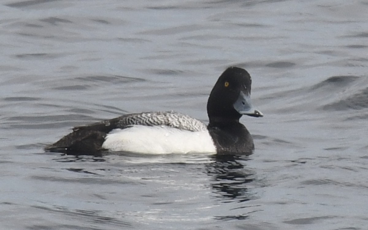 eBird Checklist - 15 May 2025 - Isles of Shoals--Star Island, Rye - 46 ...