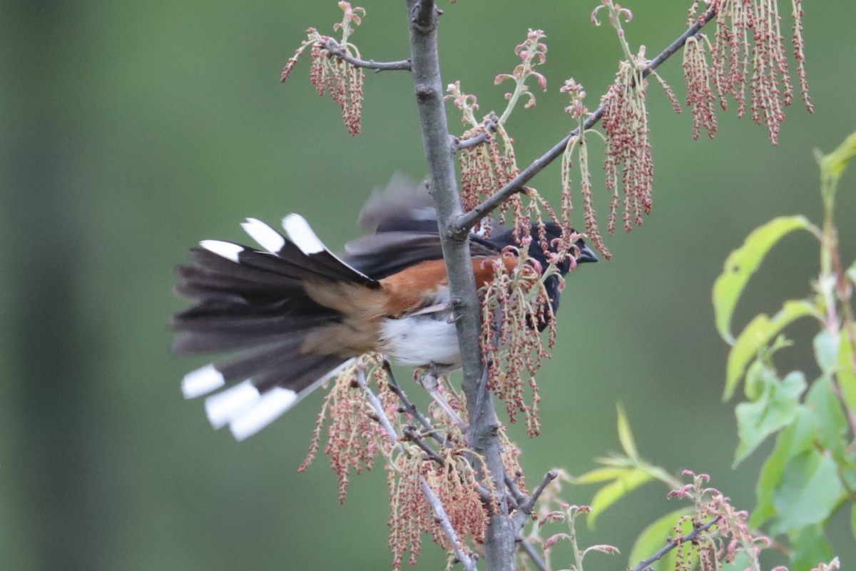 Pennsylvania Bird Atlas Checklist - 14 May 2025 - Scotia Barrens (IBA ...