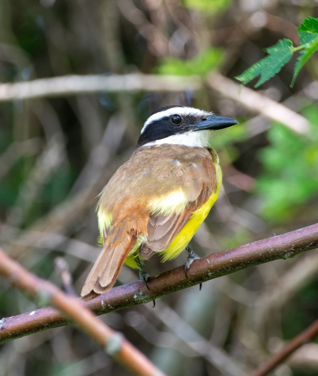eBird Checklist - 15 May 2025 - Fort Morgan State Historic Site - 6 species
