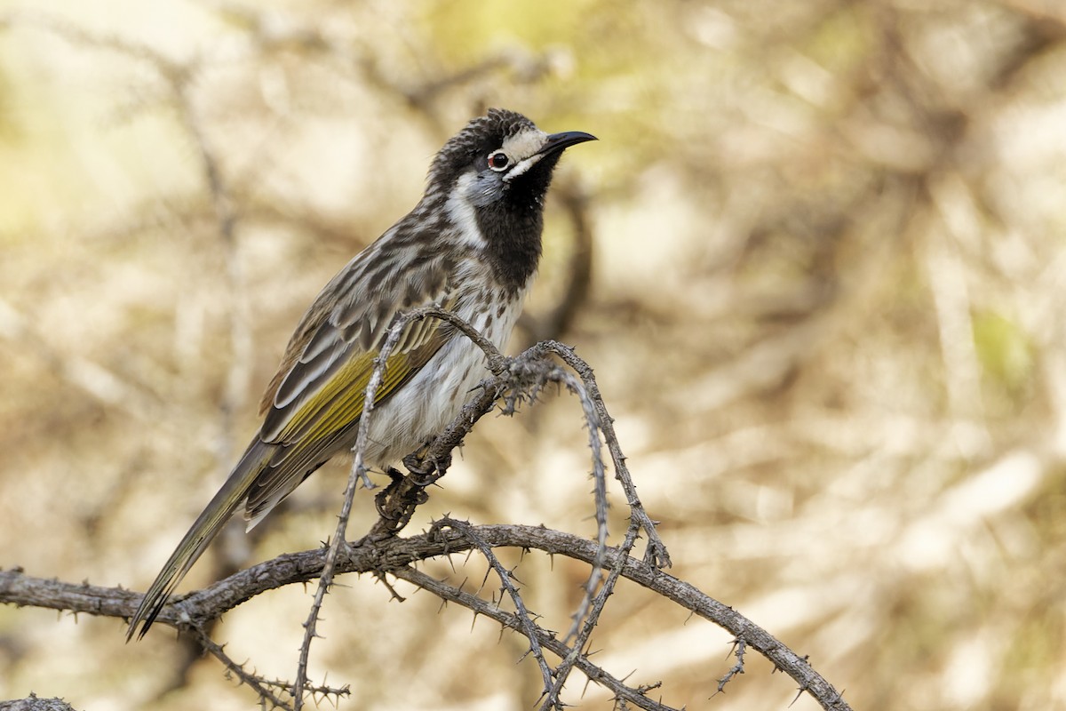 eBird Checklist - 15 May 2025 - Dunach Nature Conservation Reserve - 28 ...