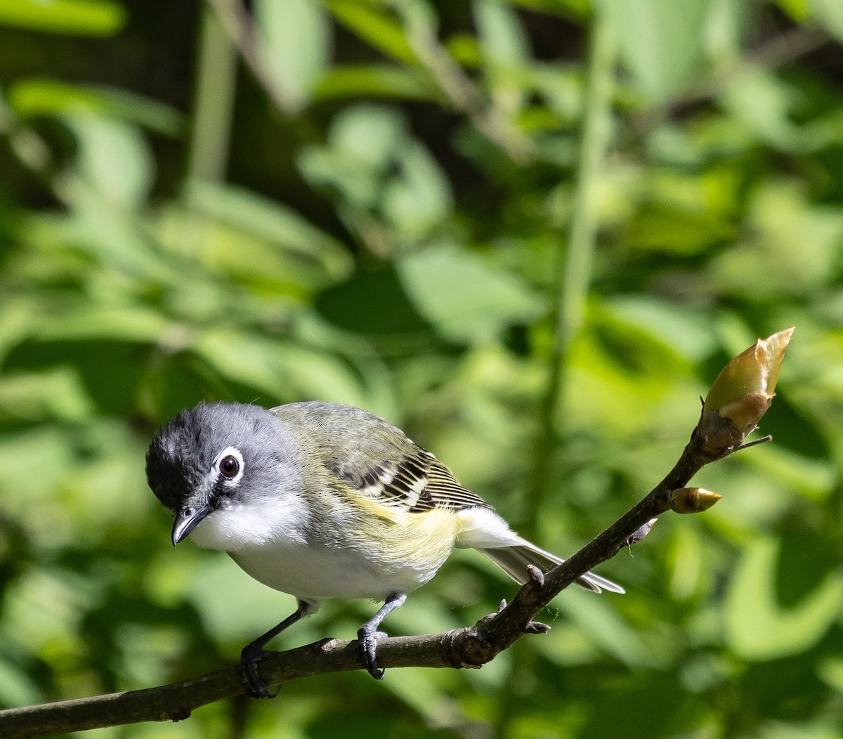 Pennsylvania Bird Atlas Checklist - 15 May 2025 - Blue Spruce County ...