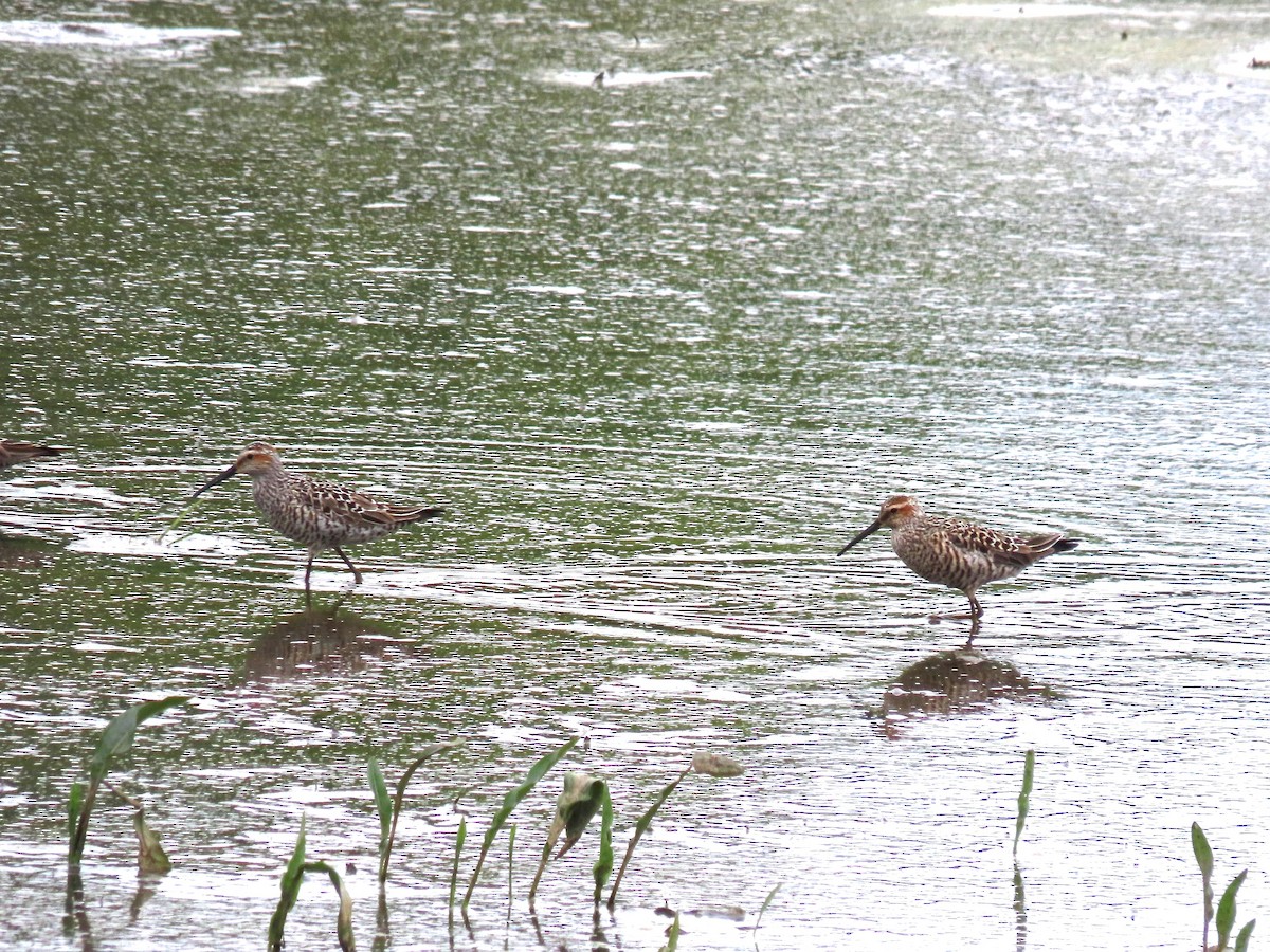 eBird Checklist - 8 May 2023 - Gilmore Ponds MetroPark (do not walk ...