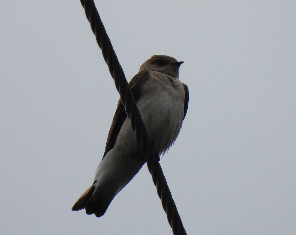 eBird Checklist - 15 May 2025 - Whitaker Ponds Nature Park - 25 species