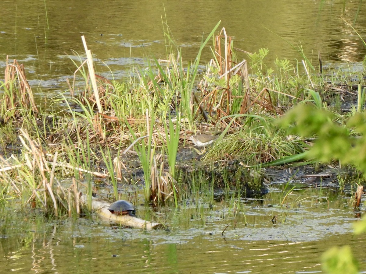 Pennsylvania Bird Atlas Checklist - 15 May 2025 - Harford NW, Harford Road Wetland - 1 species
