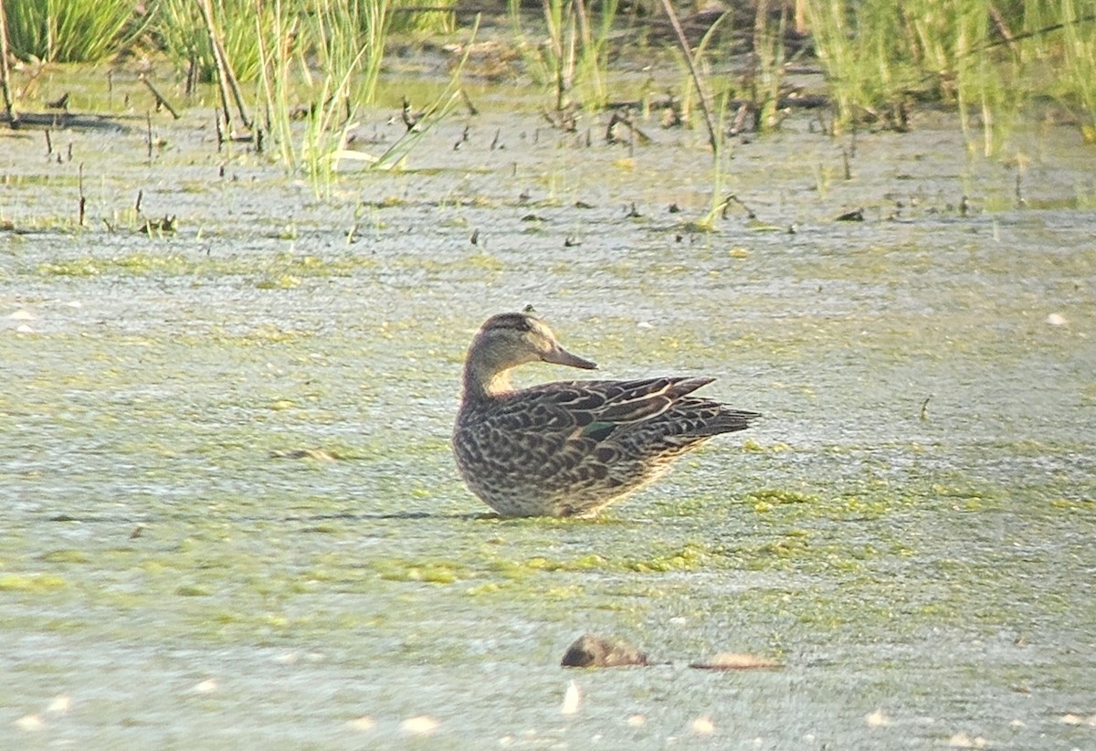 eBird Checklist - 15 May 2025 - Old Bohemia WMA--Telegraph Rd. entrance ...