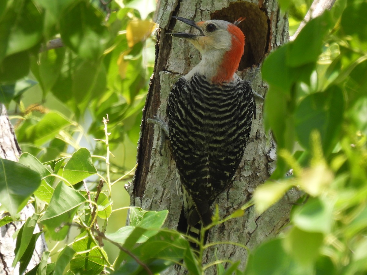 eBird Checklist - 15 May 2025 - El Franco Lee Park - 10 species