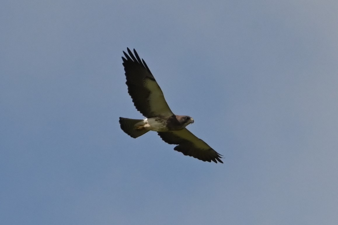 eBird Checklist - 26 Apr 2025 - Jocelyn Nungaray NWR--Jackson Prairie ...