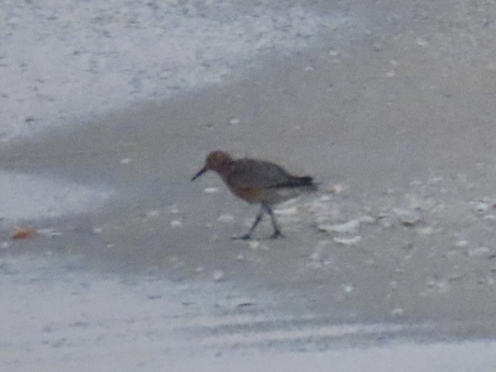 eBird Checklist - 15 May 2025 - Jupiter Inlet - 13 species