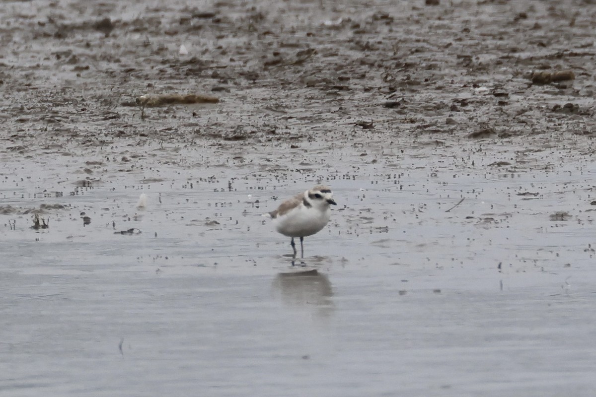 eBird Checklist - 15 May 2025 - Tualatin River NWR - 42 species