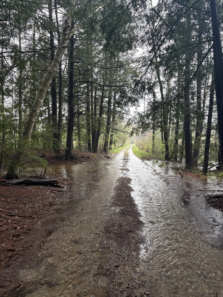 Tom Swamp - Worcester, Massachusetts, US - Birding Hotspots