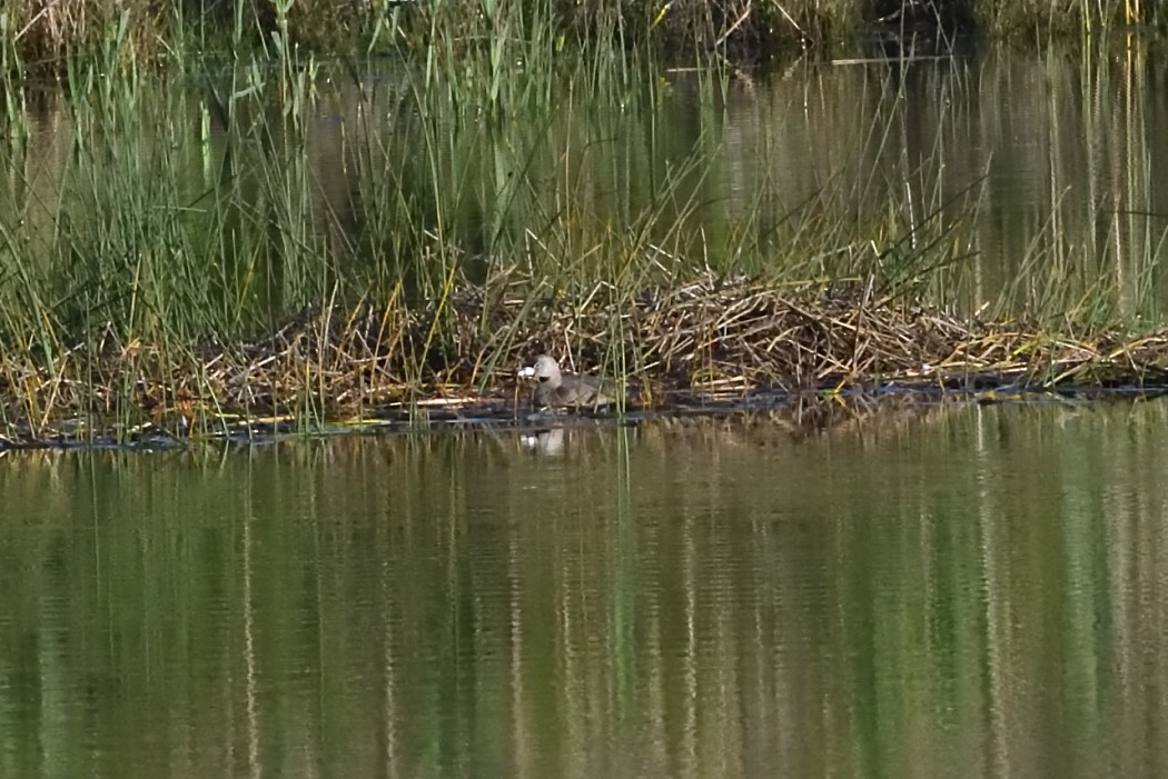 Pennsylvania Bird Atlas Checklist - 15 May 2025 - Hollo Rd. Retention Basin - 19 species