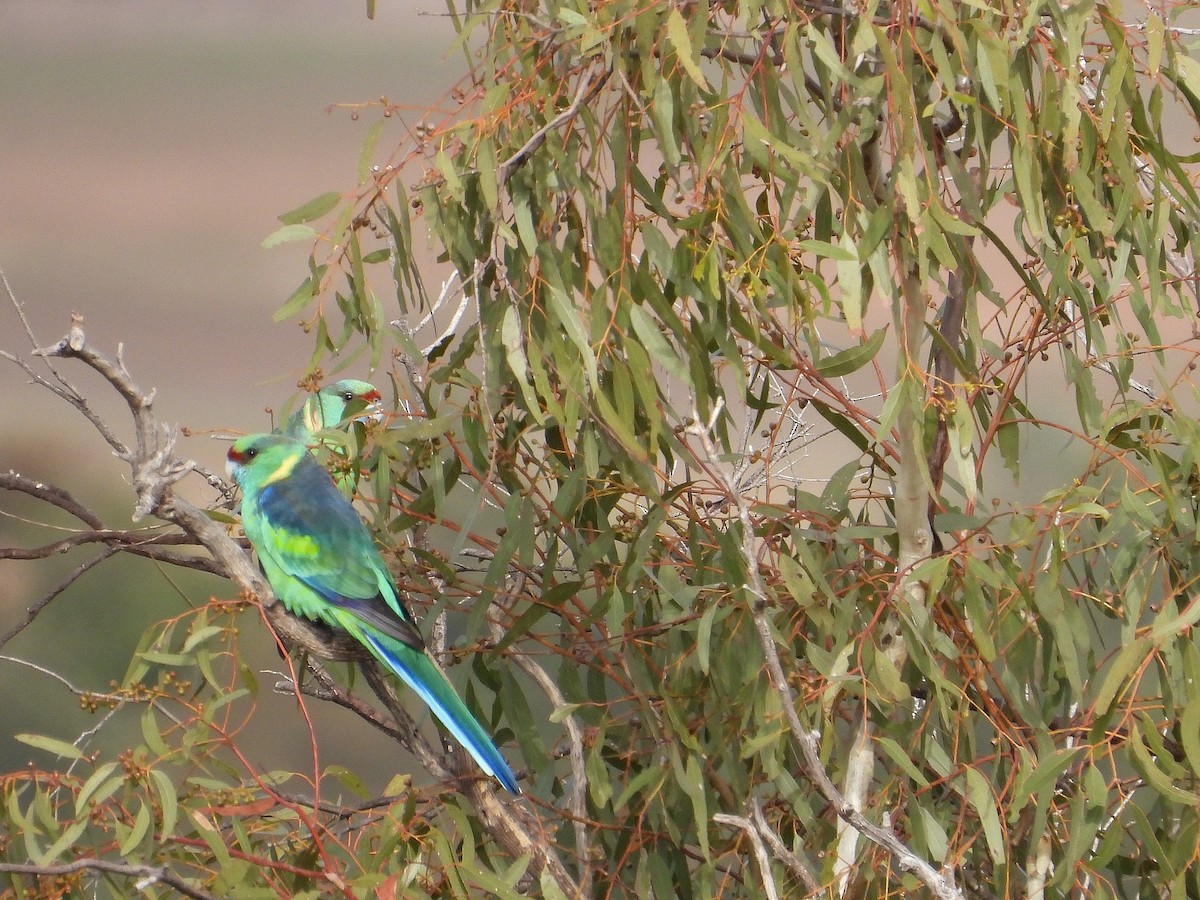 eBird Checklist - 16 May 2025 - Terrick Terrick National Park--Mt ...