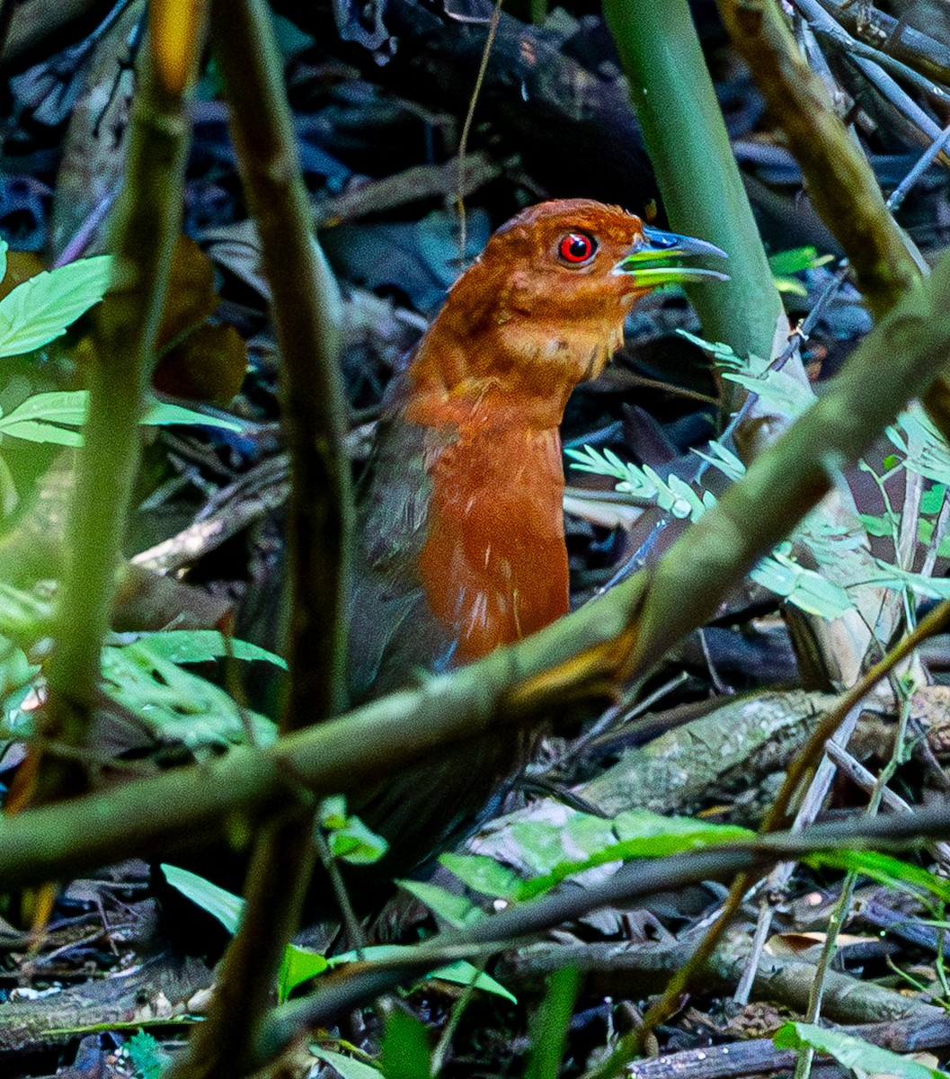 eBird Checklist - 2 May 2025 - Rio Branco--Ramal do Noca - 58 species